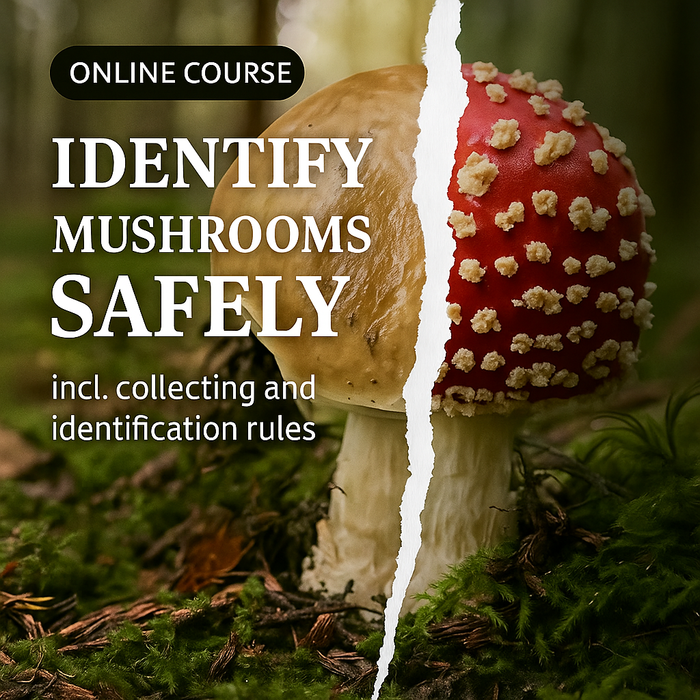 Digital Mushroom Class for Beginners